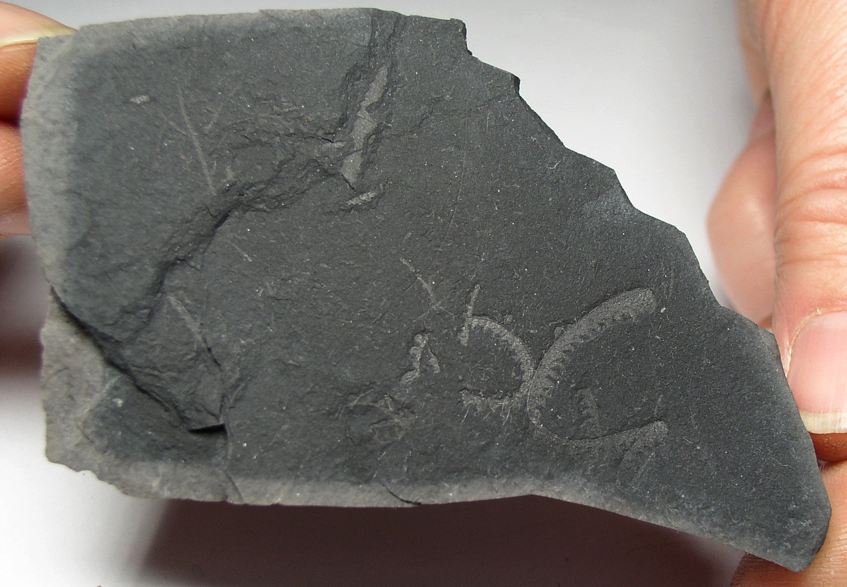 Graptolithen Monograptus sp. Pausa-Mühltroff Plauen Vogtland Sachsen ...